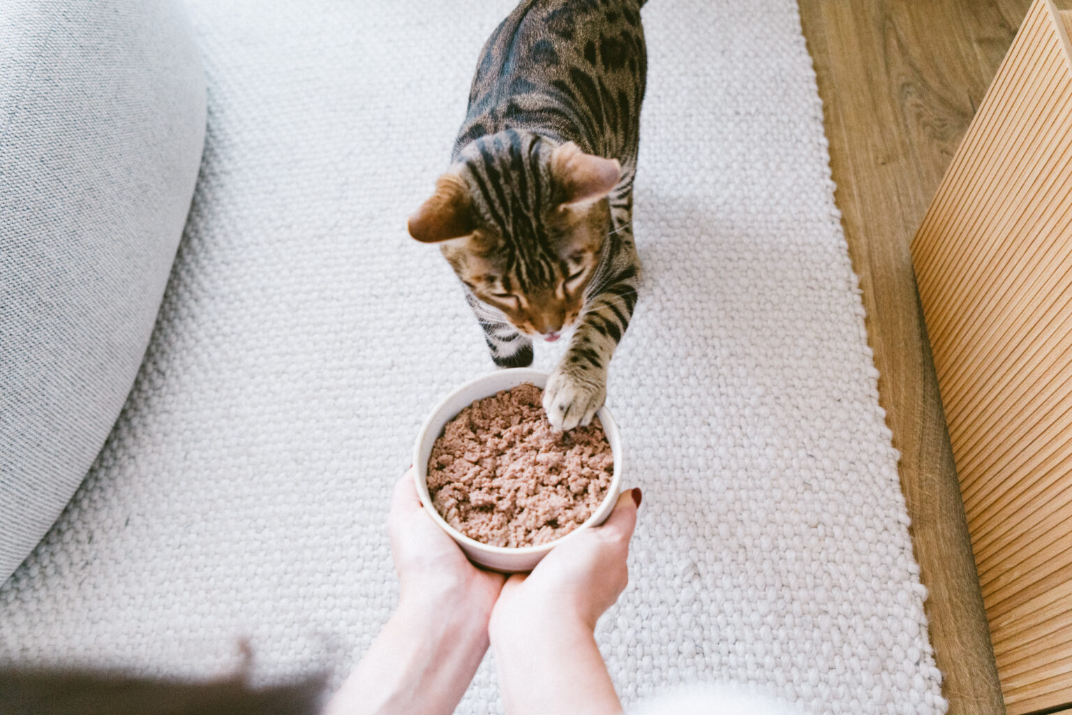 Cat Chef - 100% Natural & Fresh Food for Cats